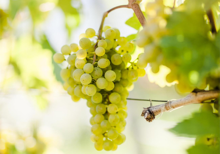 Wine Event Alto Adige Wine Road / Overview of all Events